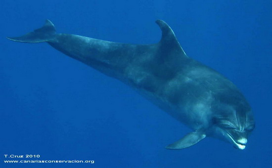 Tursiops-truncatus-Delfin-mular